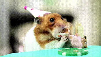 Tämä hamsteri nauttii myös syntymäpäivästään.