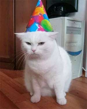 ही मांजर त्याच्या वाढदिवशी विनोद करत नाही.