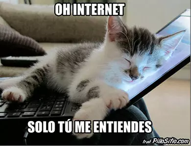 החתול הזה אוהב את האינטרנט יותר מאדון שלו