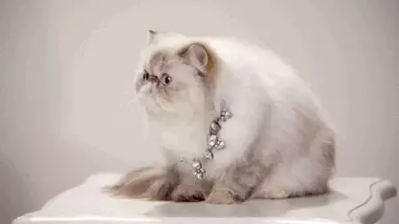 Gif av katten som är mest överraskad av dåliga skämt.