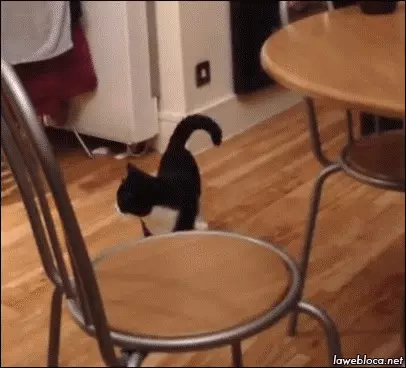 Selfs katte spring van vreugde