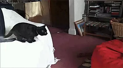 Ännu en gif av en katt som faller ner.