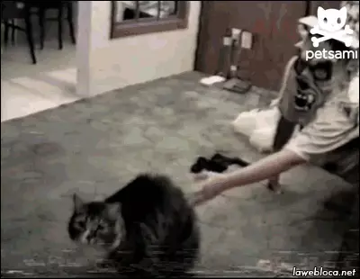 Gif of a cat scare.