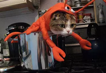 Egy kissé nevetséges Halloween macska jelmez.