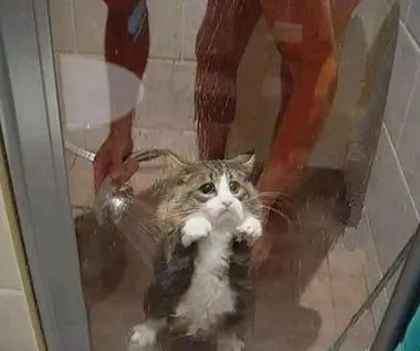 كيتي المسكين ... صورة قطة تعاني أثناء الاستحمام.