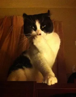 Foto seekor kucing yang ingin tahu