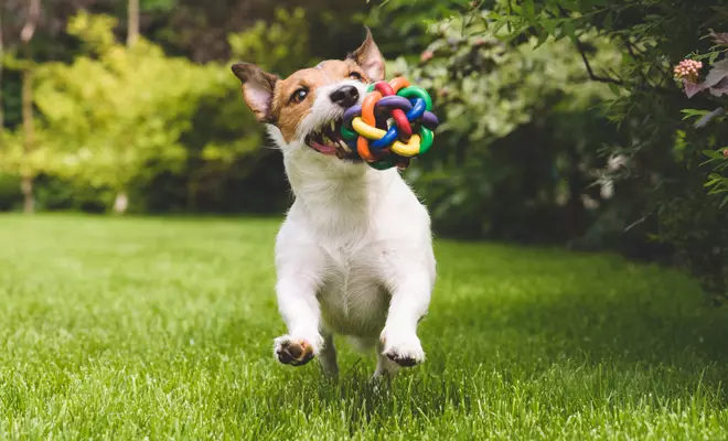 Scegli i nomi ideali per il tuo animale domestico