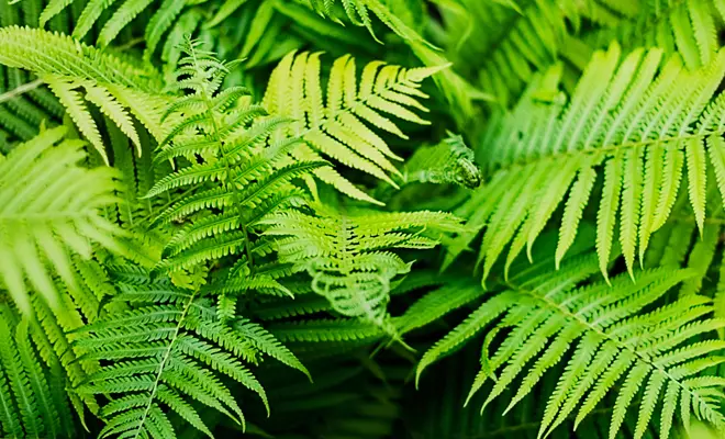 Gịnị ka ọ pụtara nrọ nke ferns