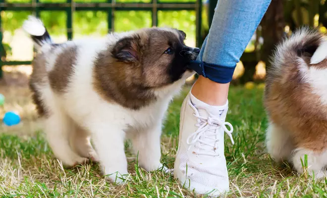 Rüyada köpeğin ısırdığını görmek ne anlama gelir?