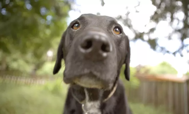 Dit zijn de beste puppynamen voor de letter D