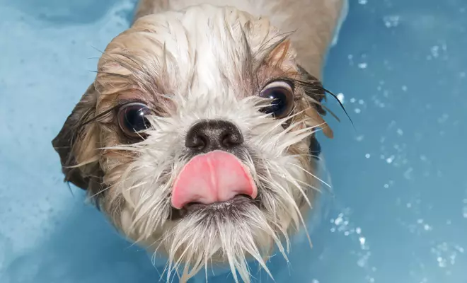 Así podes chamar aos teus cachorros os nomes máis fermosos!