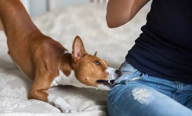 Wat betekent het om te dromen dat je hond je aanvalt?