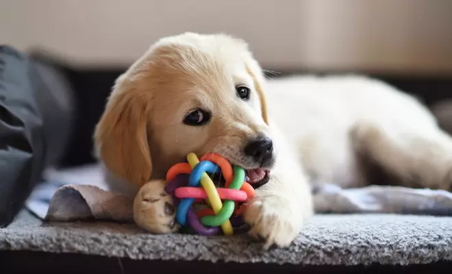 Ce înseamnă să visezi un golden retriever