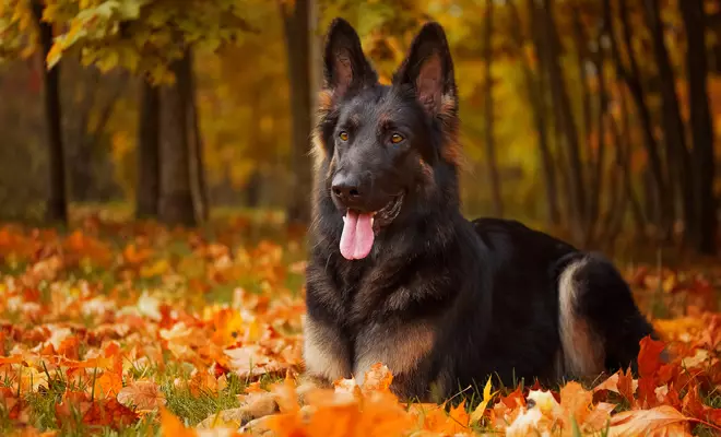 Pangarap ng German shepherds: palakasin ang iyong seguridad