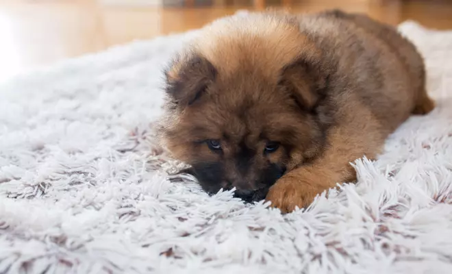 작은 개를 꿈꾸는 것은 무엇을 의미합니까?