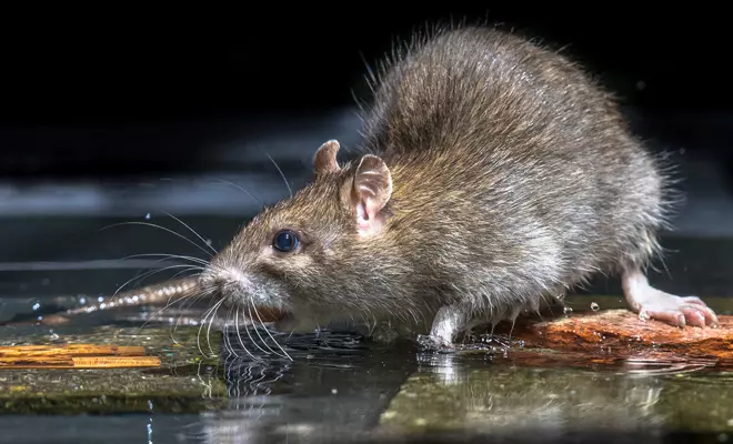 Bermimpi beribu-ribu tikus: berhati-hati!