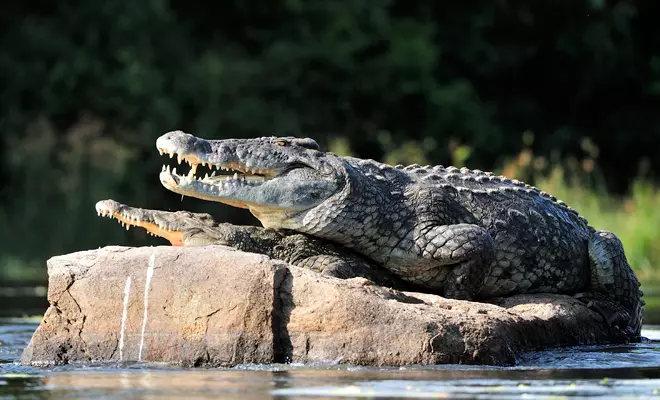Що означає бачити уві сні ручного крокодила