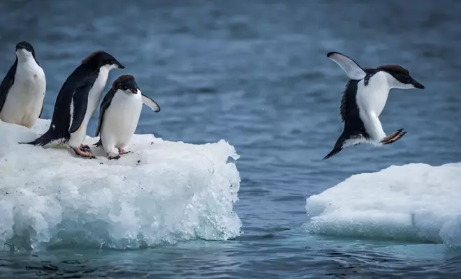 Pinguinoekin amets: onartu zure kontraesanak