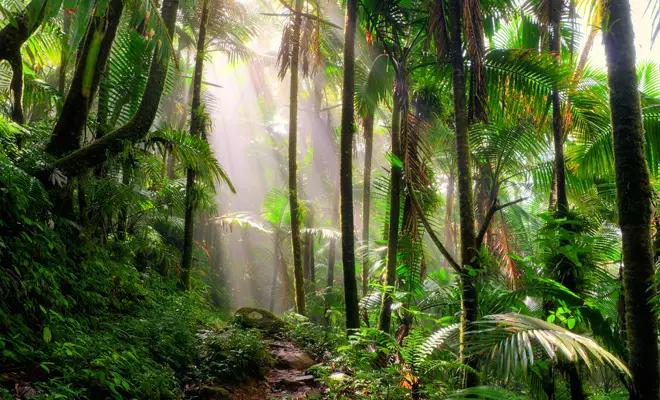 Sognare di vivere in una giungla: prova tutto!