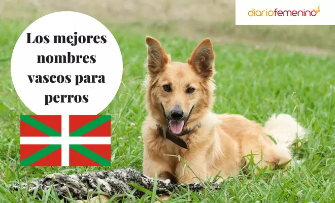 Parhaat baskilaiset nimet koirille