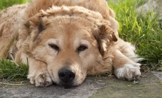 Nama Basque untuk anjing jantan