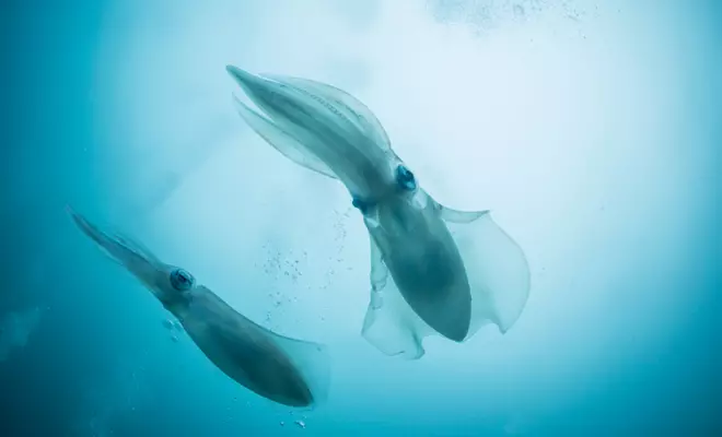 خواب ماهی مرکب: رویاهایی که به پیشرفت شما کمک می کنند