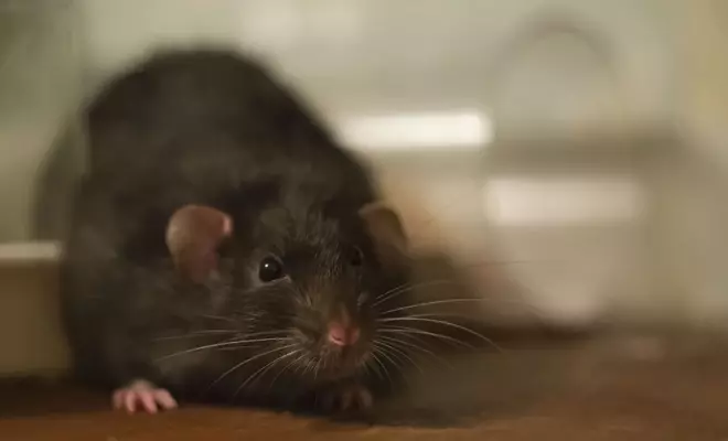 Шта значи сањати великог миша