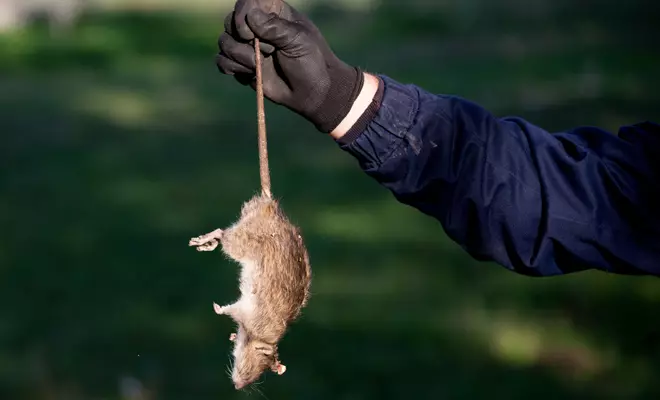 Шта значи сањати мртве мишеве
