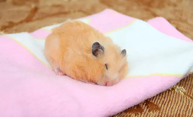Значението на сънуването на мишки в леглото