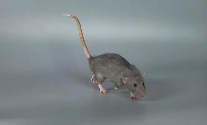 Bedeutung von rennenden Mäusen träumen