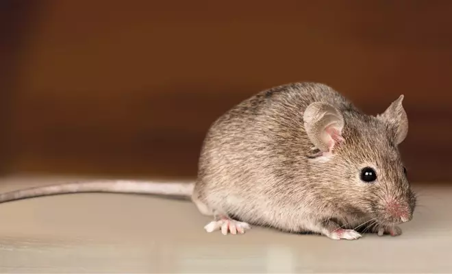 Шта значи сањати сивог миша