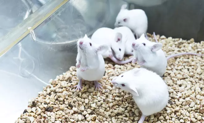 К чему снятся белые мыши