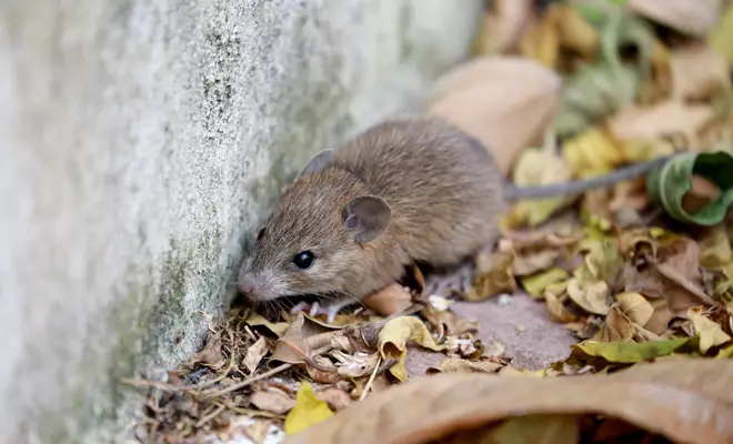К чему снятся коричневые мыши