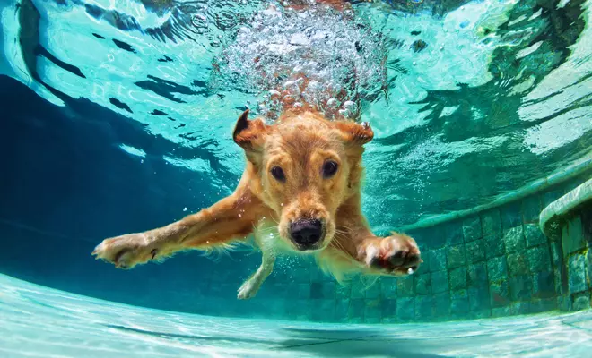 As 9 dicas vitais para que seu cão não sofra no verão