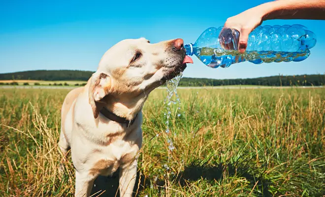 Como cuidar do seu cão no verão