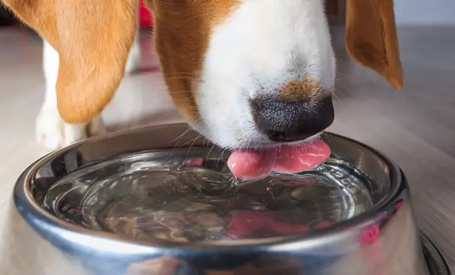 Honden in de zomer kunnen lijden