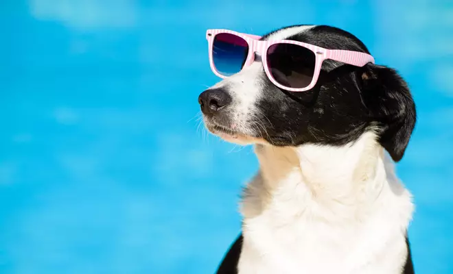 Ինչպե՞ս է ամառը ազդում շների վրա: