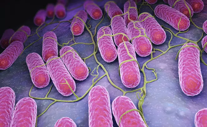 salmonelozes baktērijas