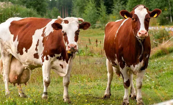 Marzenie o fioletowych krowach: twój najlepszy moment