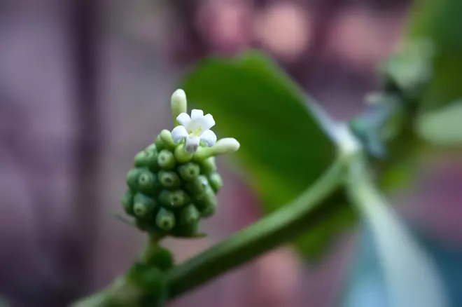 நோனி பண்புகள்