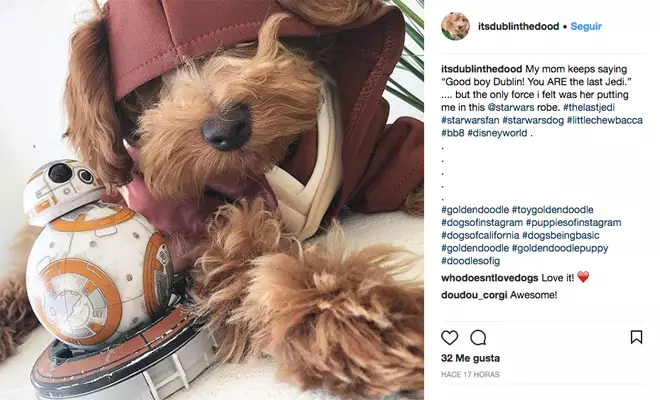 Grandi nomi di Star Wars per cani