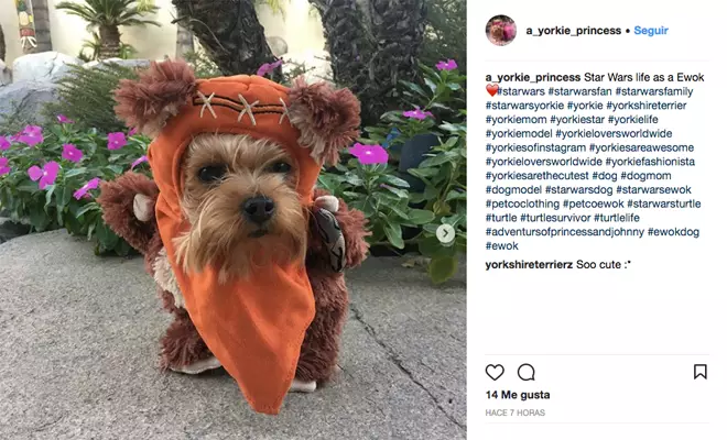 Lasciati ispirare da Star Wars per trovare il nome migliore per il tuo cane.