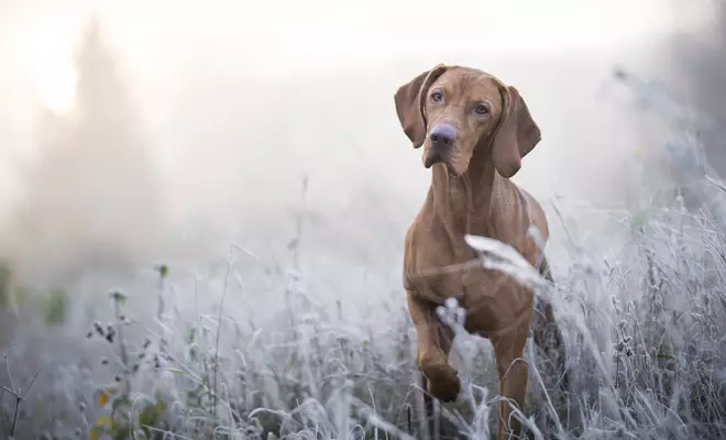 Découvrez quel type de chien est fait pour vous