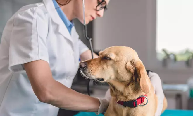 Non dubides en levar á túa mascota ao veterinario se ten febre.