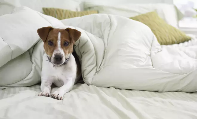 Der beste Hund für ein Sternzeichen wie Widder