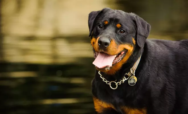 8 pretty names for your rottweiler