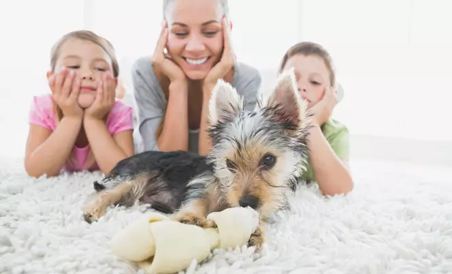 İskandinav veya Viking tanrılarının köpekleri için isimler