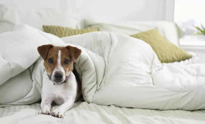 Yunan tanrısı köpek isimleri