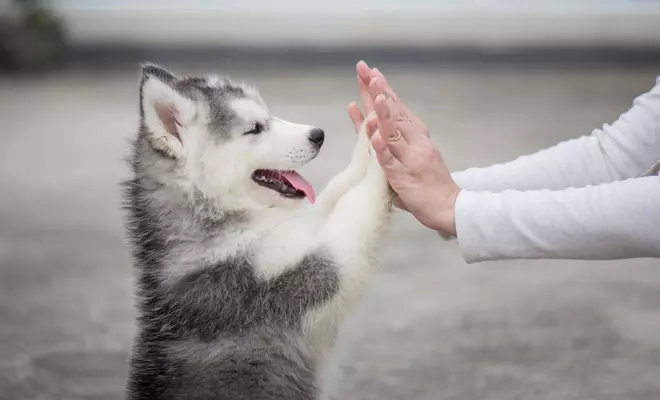 Nomi per cani di divinità romane