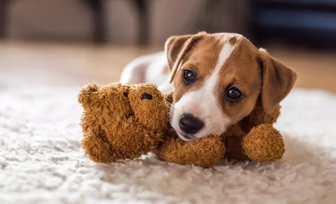 Mısır tanrılarının köpekleri için isimler